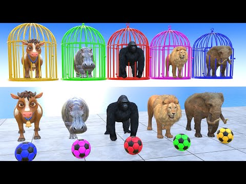 Long Slide Game With Cow Elephant Gorilla Hippopotamus Tiger - 3d Animal Game - Funny 3d Animals