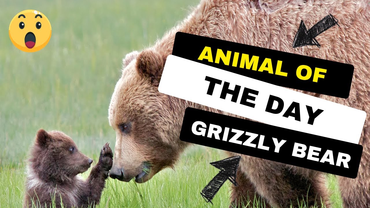 Grizzly Bear - Animal of the Day | Educational Animal Videos for Kids, Homeschoolers, and Teachers
