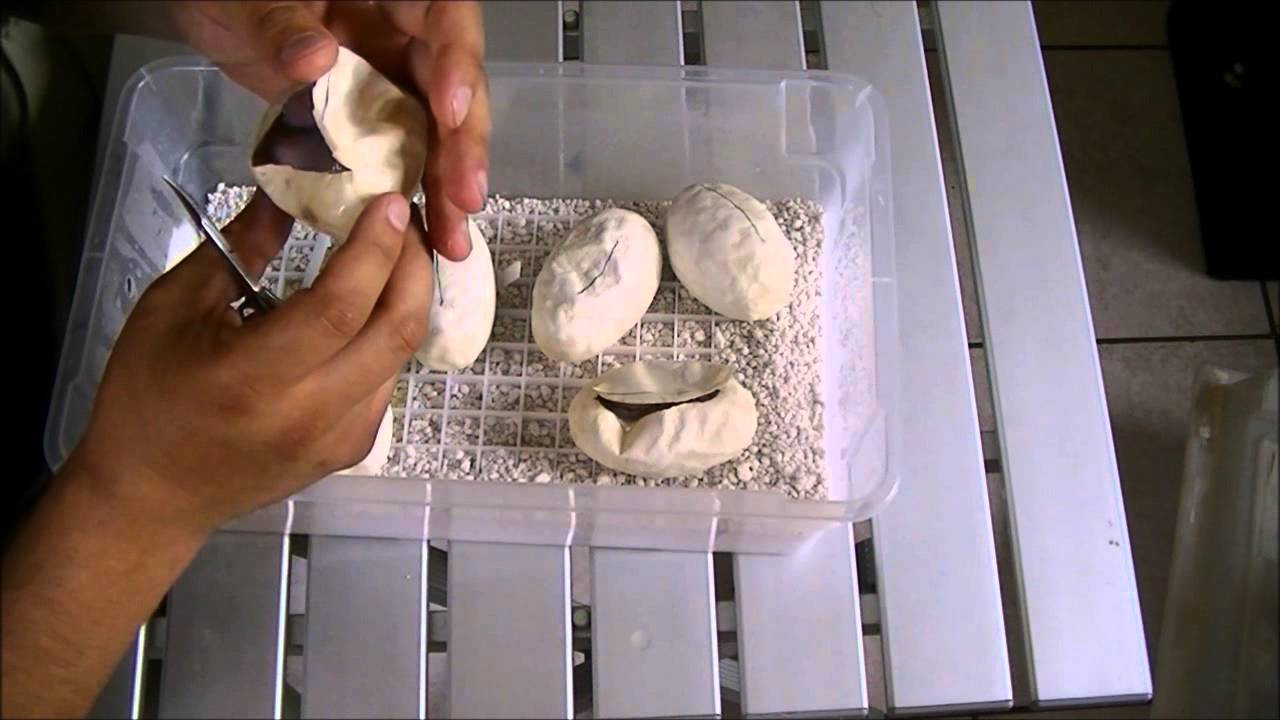 Cutting Ball Python eggs Clutch #2 2014