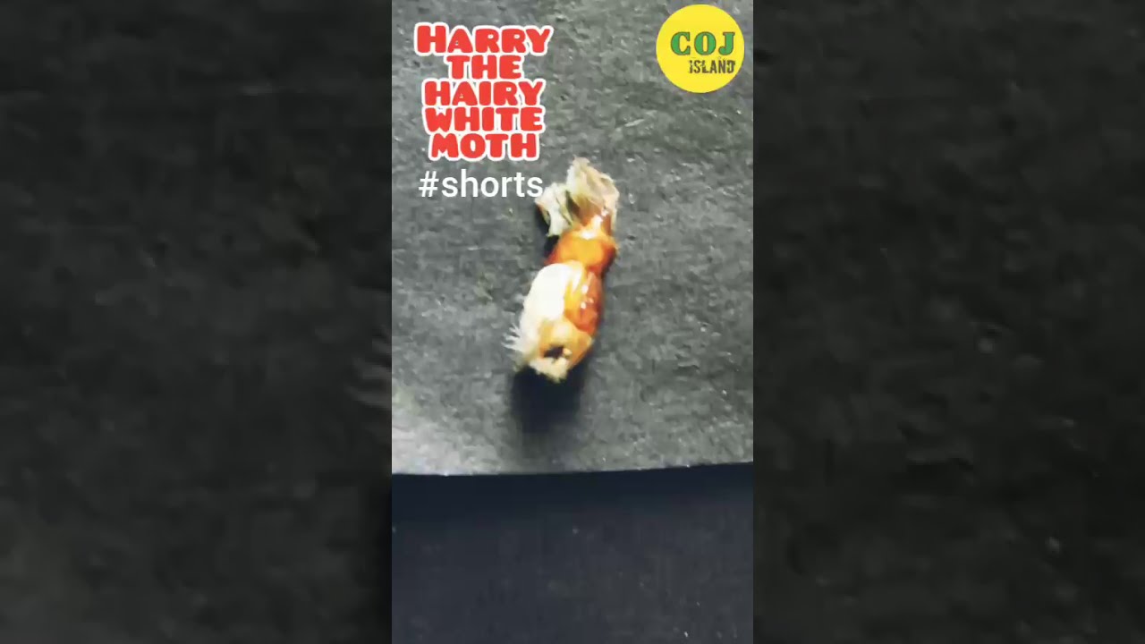 #shorts | Harry the Hairy White Moth