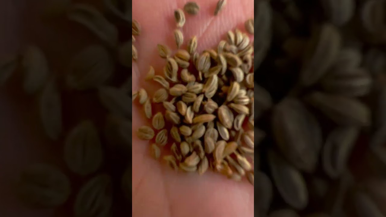 Parsley