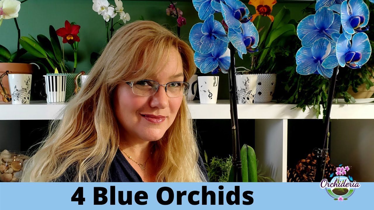 Fake VS Real: Blue Orchids Exist! Care Guide & Curiosities