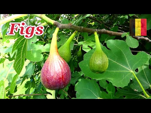 FIGS - FICUS CARICA - FRESH FIGS ARE RICH IN NUTRIENTS - LOW CALORIES - GREAT TO A HEALTHY DIET