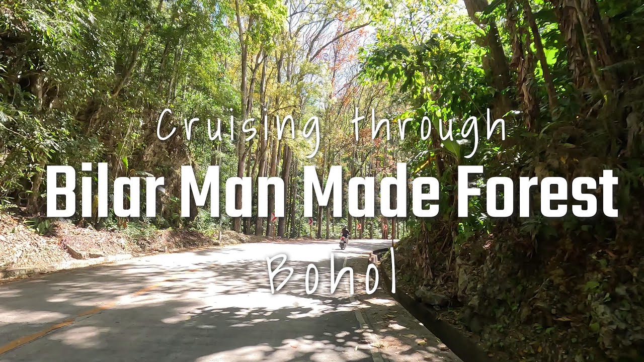 RooWanders | Bilar Man Made Forest | Bohol