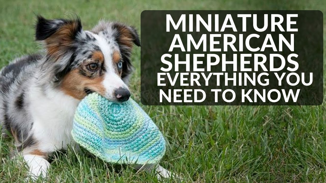 Miniature American Shepherd 101! Everything You Need To Know About Mini Ausies!
