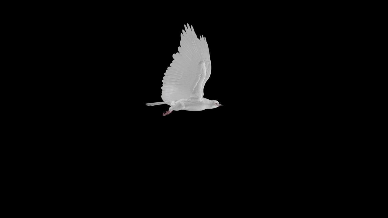 Flying White Dove - Side View - Transparent Loop