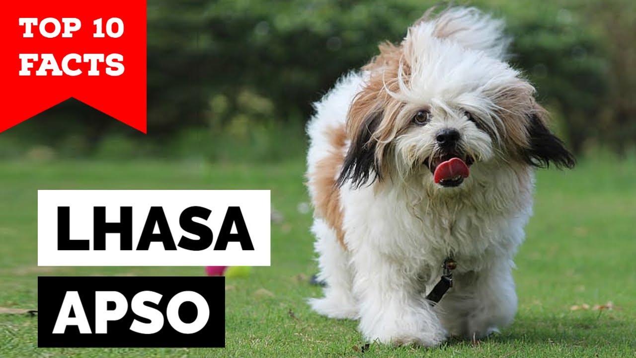 Lhasa Apso - Top 10 Facts