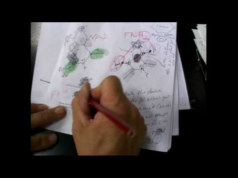 FADH2 FAD+ DNA shapes-2-4-MAY-2010