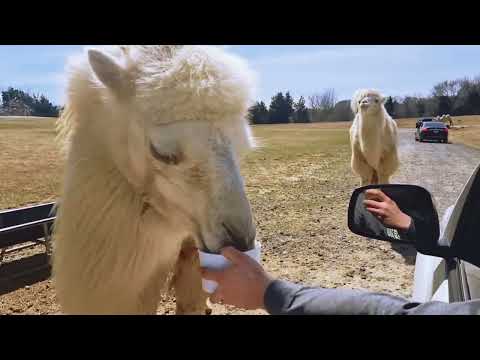 Tennessee Safari Park | USA | 4K |