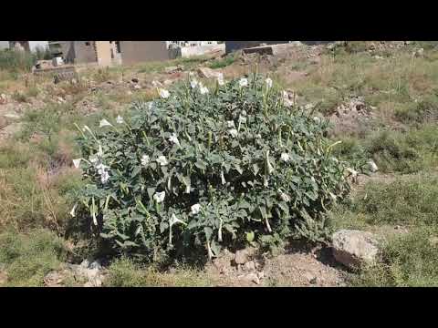 Beautiful and exotic natural plant