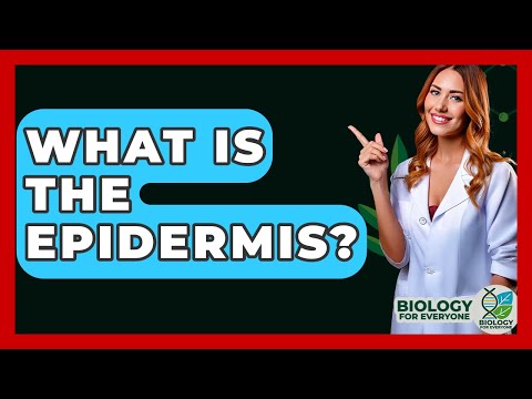 What Is The Epidermis? - Biology For Everyone