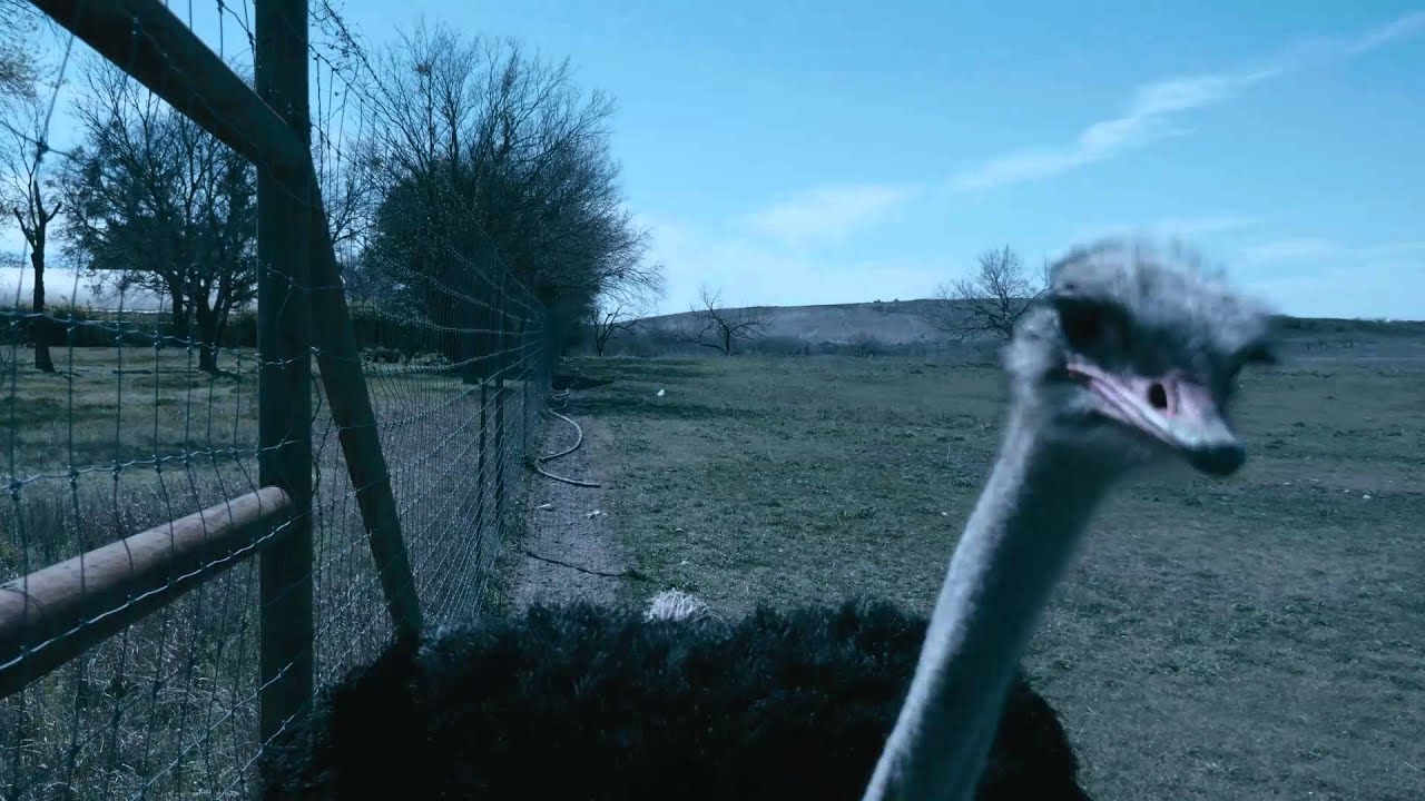 Ostrich Attacks Little Kid