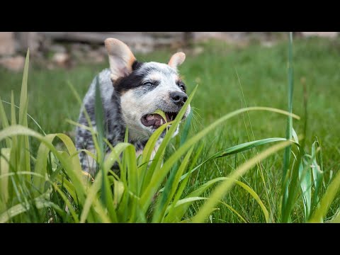 Vet Explains Why Dogs Eat Grass—and How to Handle It
