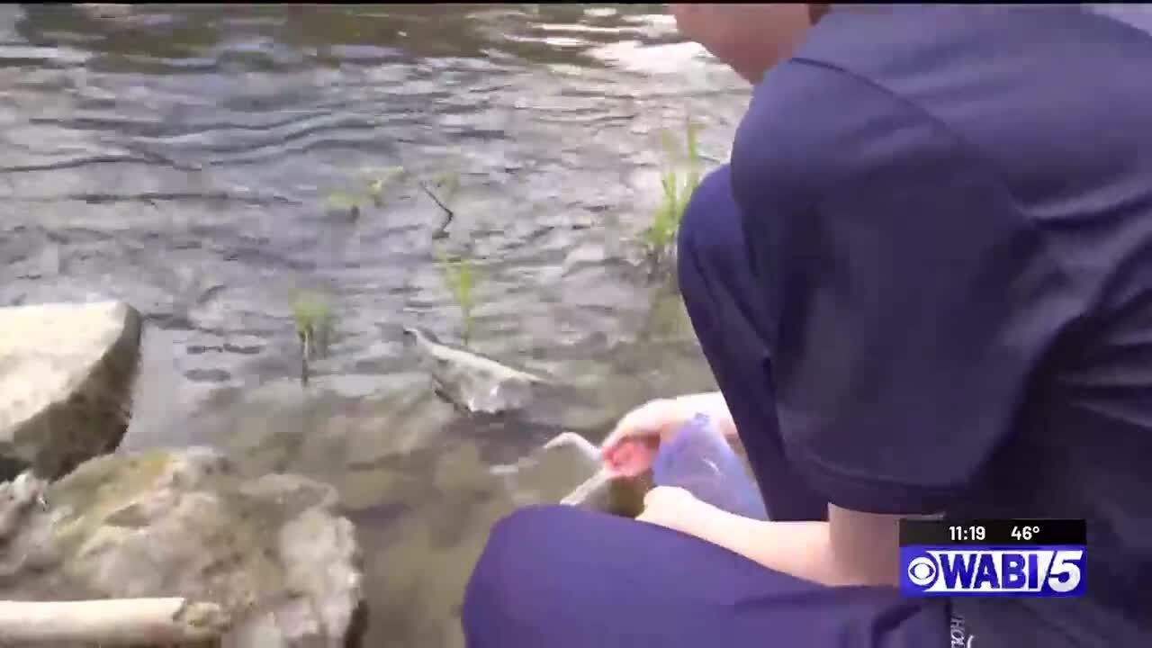 All Saints Catholic School students release 200 Atlantic Salmon into Kenduskeag stream