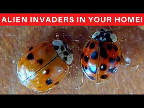 Asian Lady bugs in your house? What you need to know and what do do!