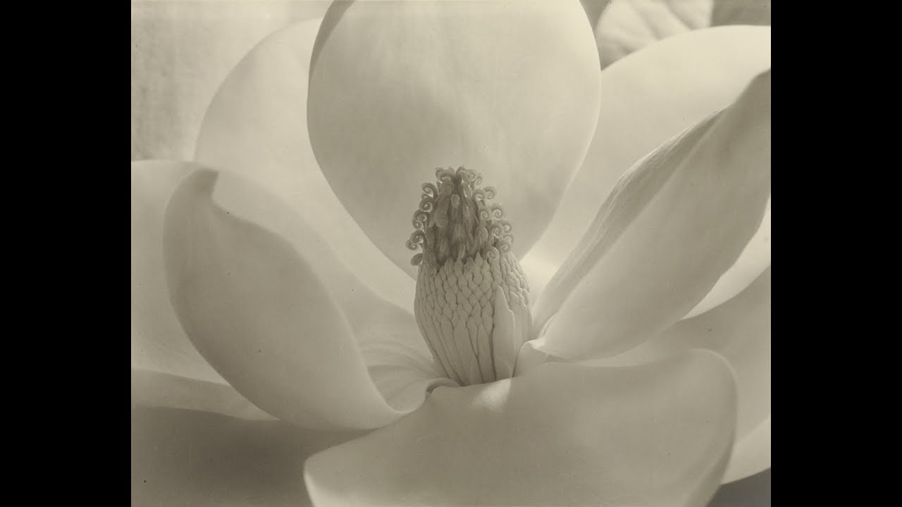 Imogen Cunningham Presentation (UPDATED)