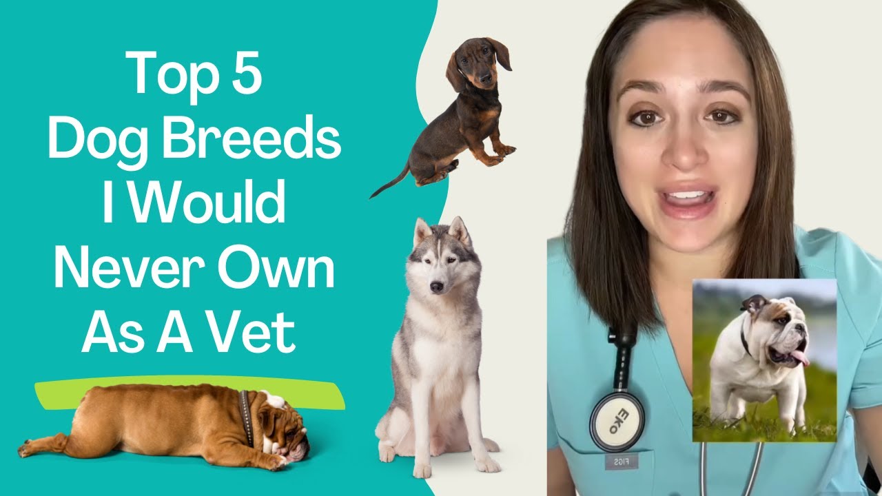 Top 5 Dog Breeds I would NOT Own As A Veterinarian