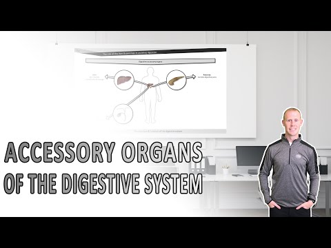 Accessory organs of the digestive system