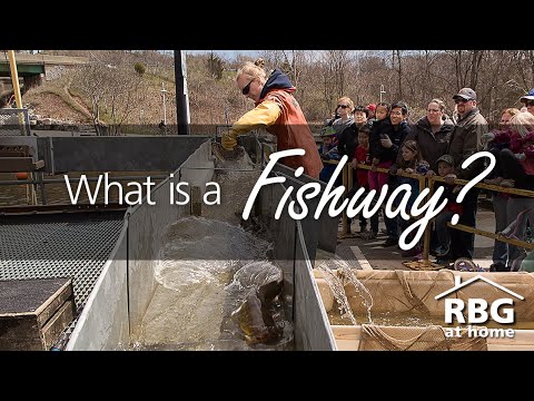 What is the RBG Fishway?