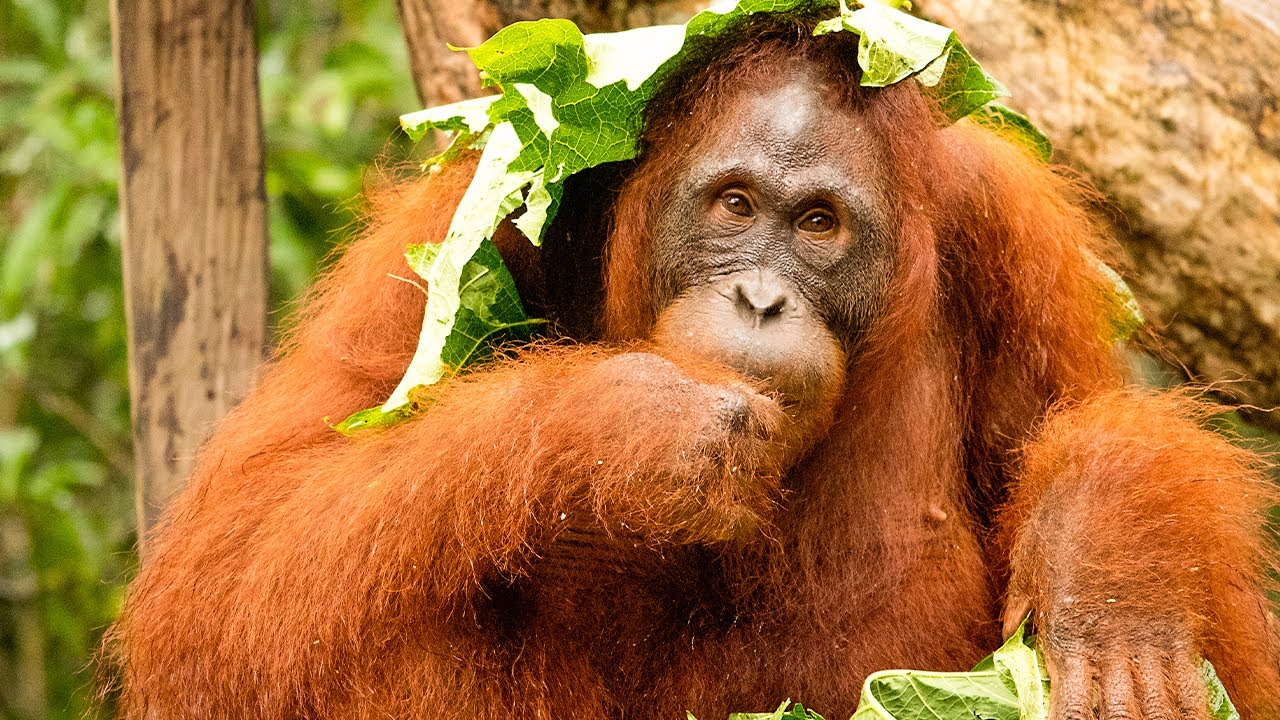 Volunteer with Orangutans at Nyaru Menteng Orangutan Sanctuary in Borneo  |  The Great Projects