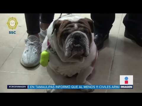 Rescatan a Emilio, el perro robado en la Roma | Noticias con Ciro Gómez Leyva