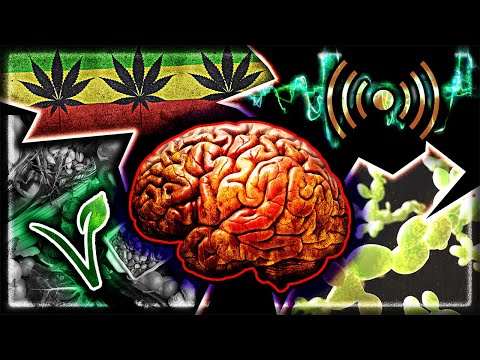 4 Ways your Brain is GETTING FRIED!