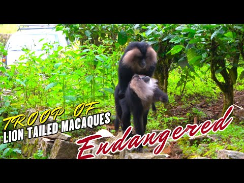 The Endangered Species | Lion Tailed Macaques