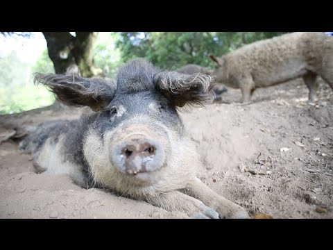 Artisan Stories | Winkler Mangalitsa Wooly Pig Farm Sonoma