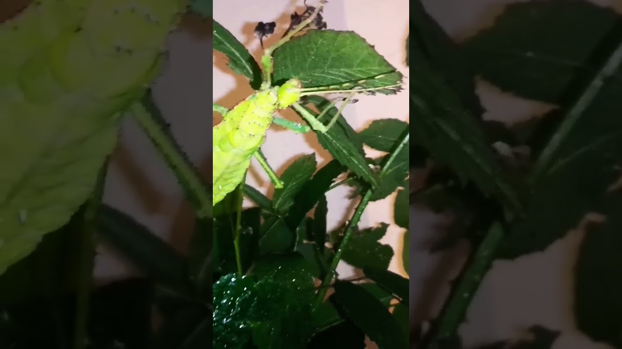 Stick insect eating and drinking. Heteropteryx Dilatata. Giant stick insect. #nature #insects