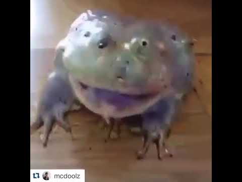Steam Community :: Video :: Deep Dream Toad
