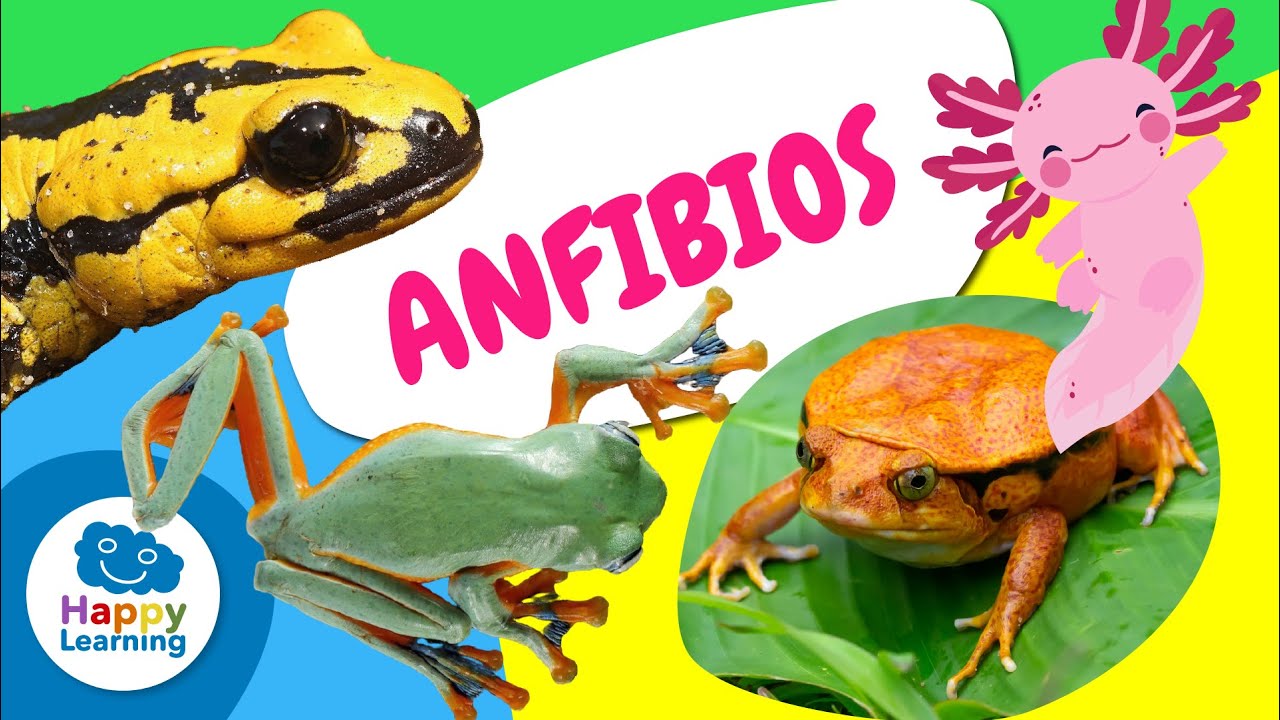 🐸 Aprende sobre los Anfibios | Vídeos Educativos para Niños de Primaria | @HappyLearningES