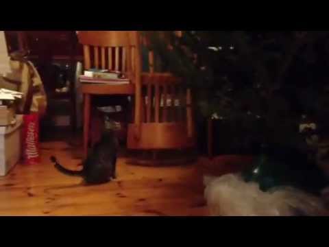 Alfie vs. The Christmas Tree | paigeks
