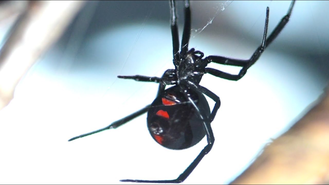 Black Widows, Everything You Need To Know!