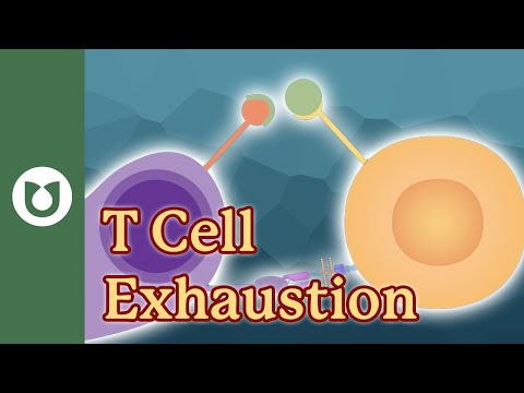 What is t-cell exhaustion? #myeloma