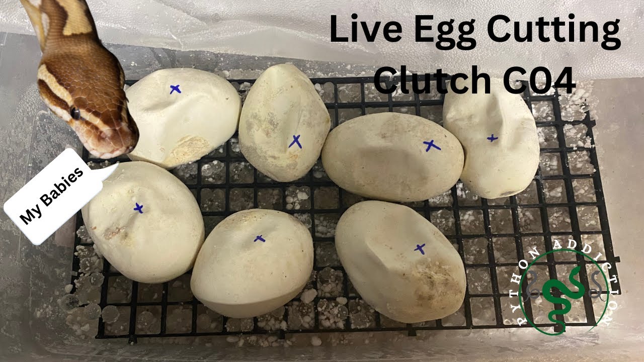 Python Addiction -Live Egg Cutting - Ball Python Clutch C04