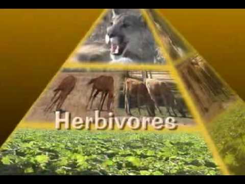 Energy Pyramid and Food Web