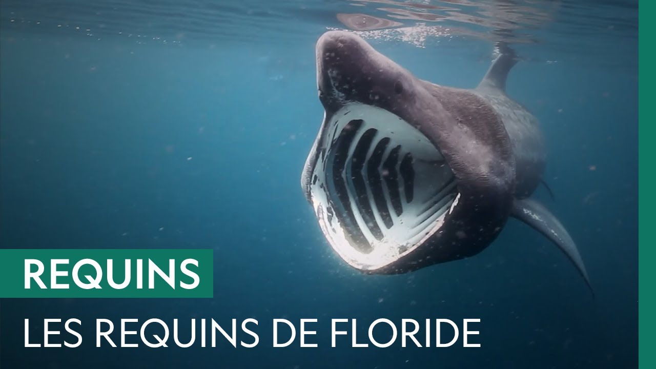 Documentaire | Les nombreux requins de la Space Coast en Floride