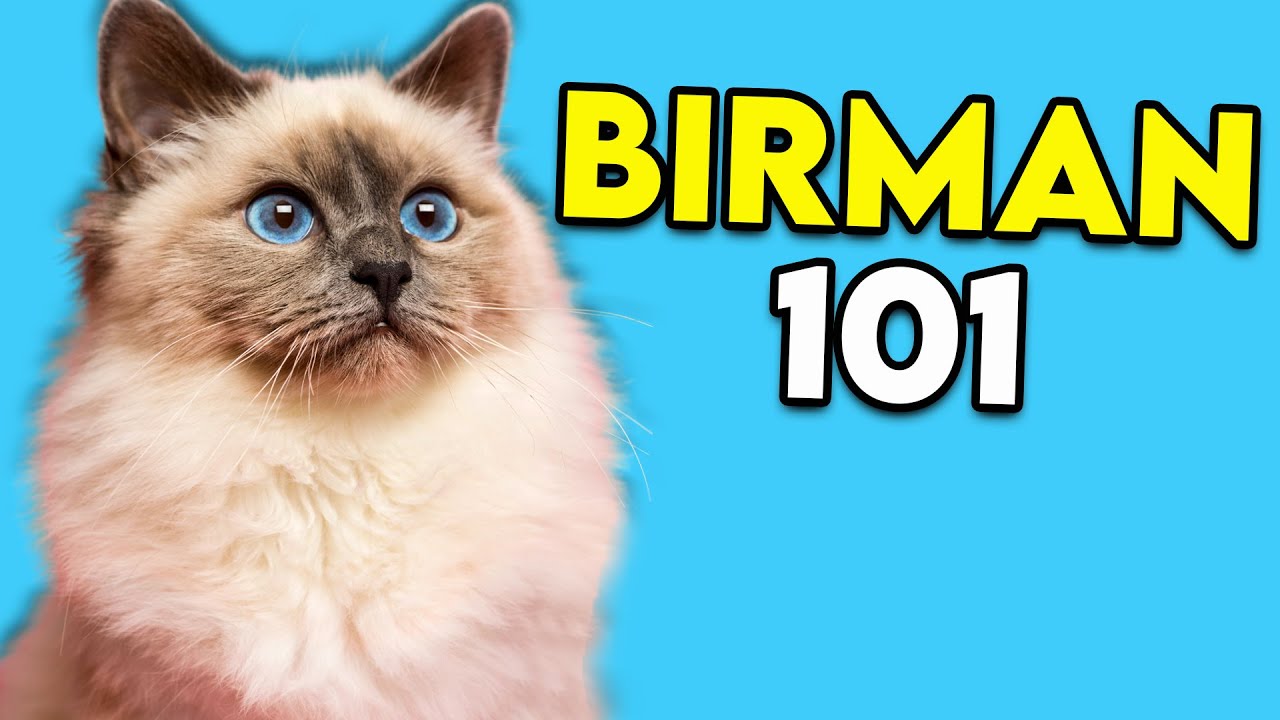 Birman Cat 101 - This Long-Haired Cat Is Actually Really EASY TO GROOM!