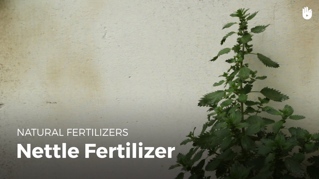 How to make nettle fertilizer - Grow an Organic Garden | Sikana