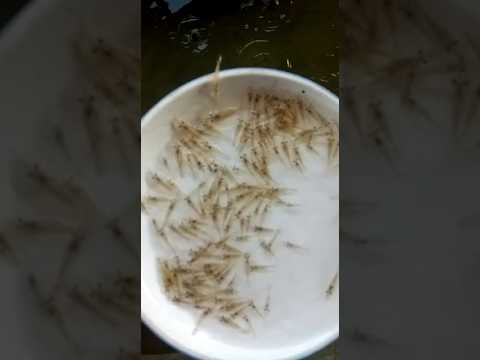 Digestive Candy at Best Price in India