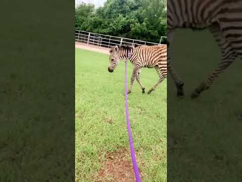 11-Cute and Funny Zebra videos compilation π- #shorts