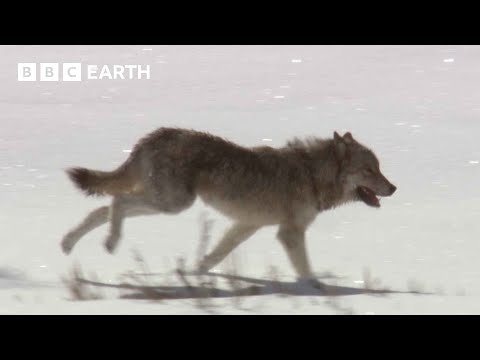 Lone Wolf Risks His Life For Love | Yellowstone | BBC Earth