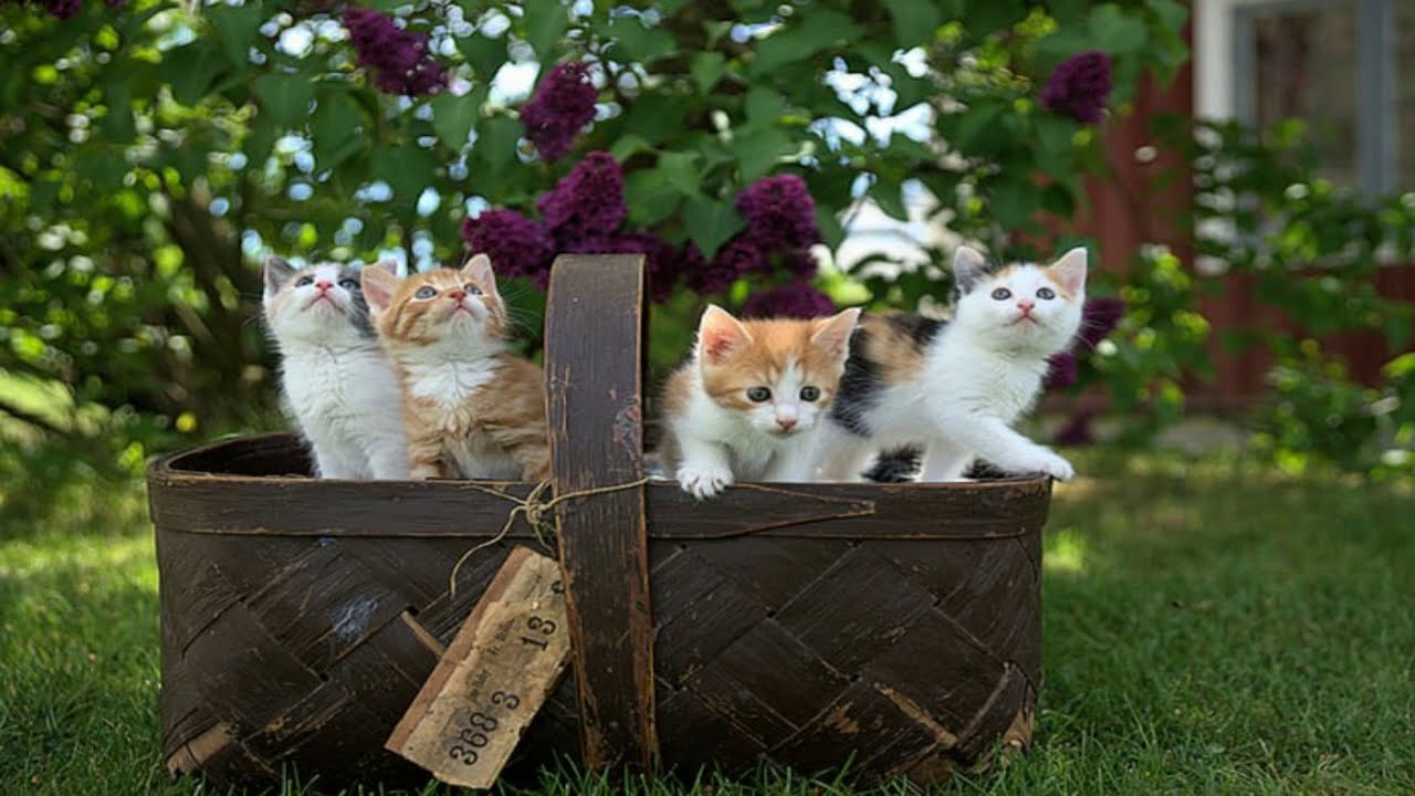 Cute kittens/ kittens wallpaper/ kittens compilation 2020