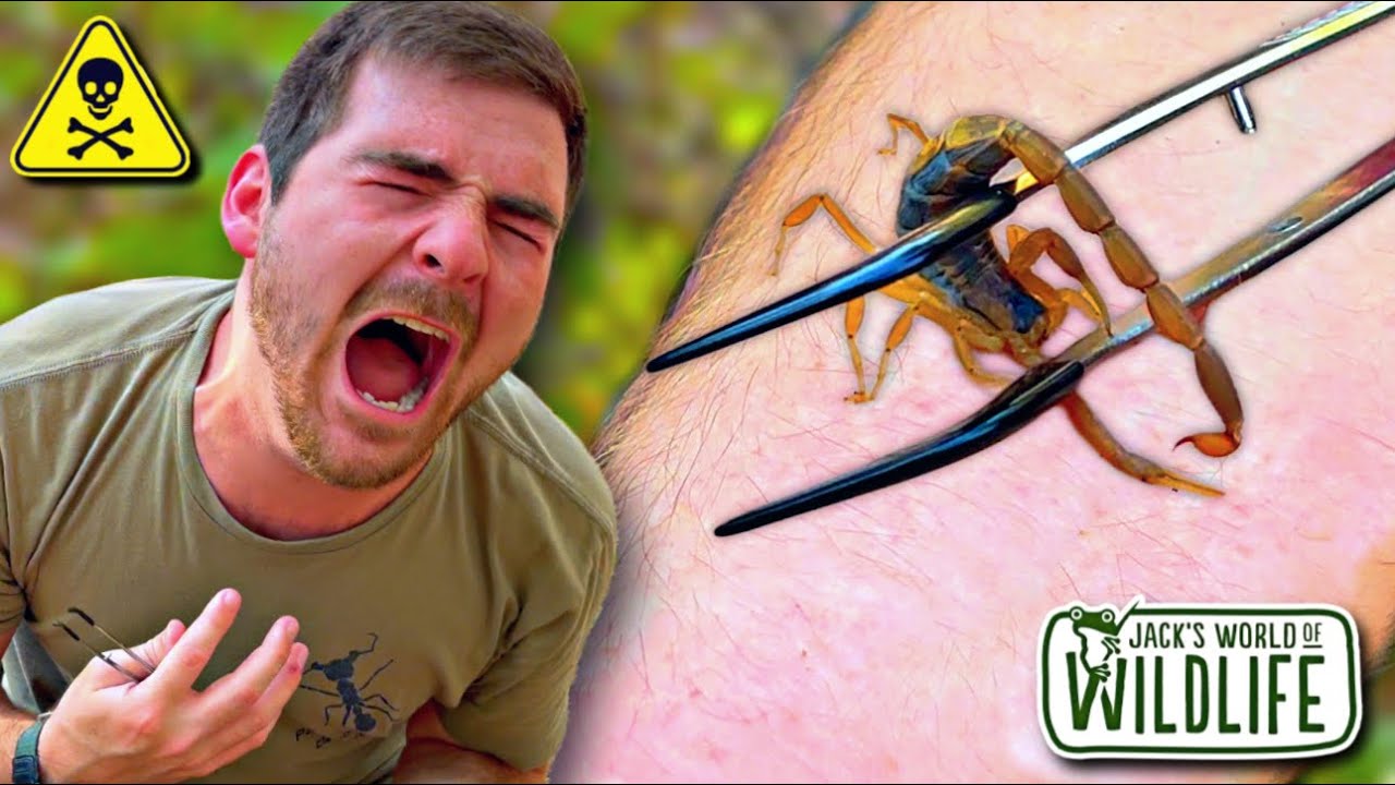 WHAT HAPPENS If You're STUNG By A BARK SCORPION? DIRECTOR'S CUT!