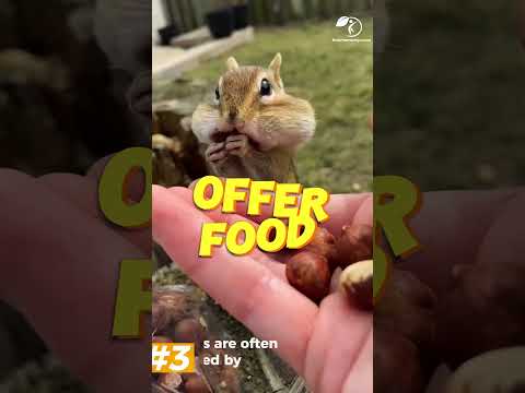 How to be Friends with a Squirrel #friends #shorts #short #squirrel #squirrels #funnysquirrels