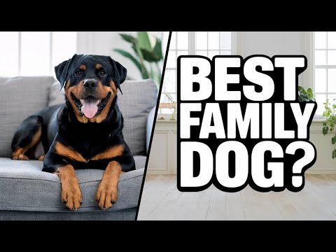 Are Rottweilers Good Family Pets?