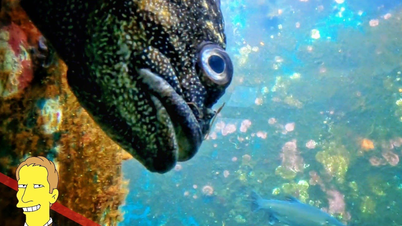 SEATTLE AQUARIUM TOUR: Exploring Sea Life at Pier 59