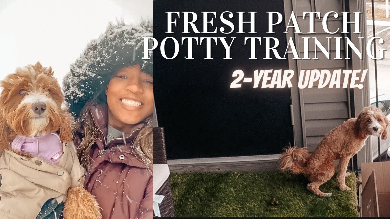 Fresh Patch Review 2-Year Update! | Potty Train Puppies in Winter in an APARTMENT