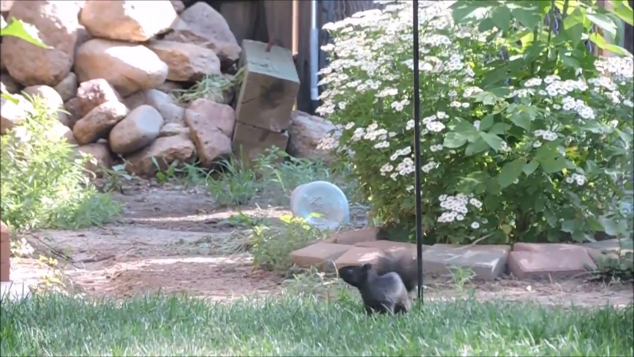 |SQUIRRELS POLE DANCING|