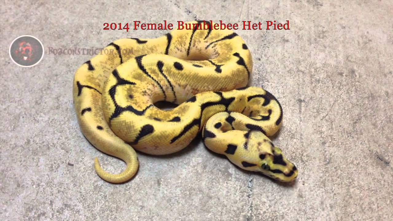 2014 Female BumbleBee Het Pied